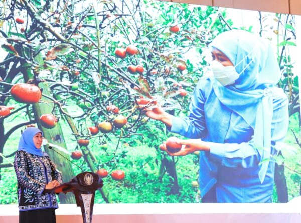 Sub Sektor Perkebunan Berkontribusi 14,54% dari Total PDRB Sektor ... Sub Sektor Perkebunan Berkontribusi 14,54% dari Total PDRB Sektor ...